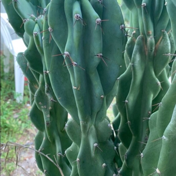 Accents | Very Rare Blue Monstrose Night Blooming Cactus | Poshmark